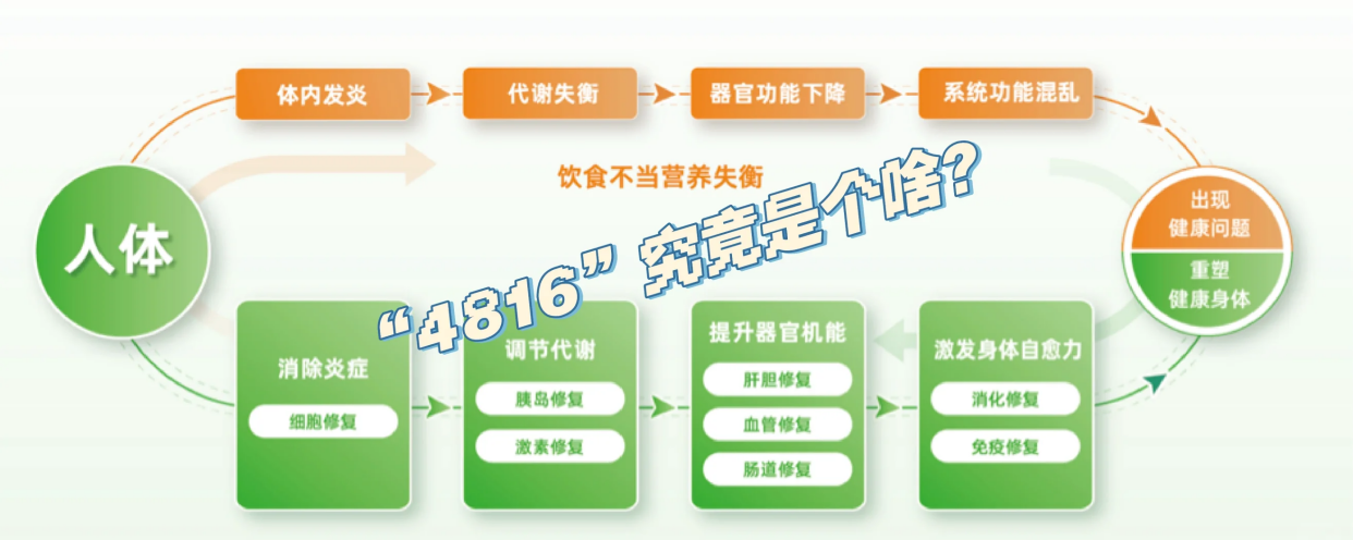 长轻营养食疗的4816体系，你了解多少？