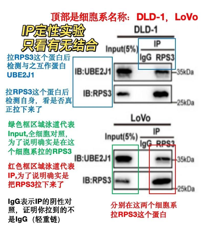 WB图解读：Co-ip与泛素化