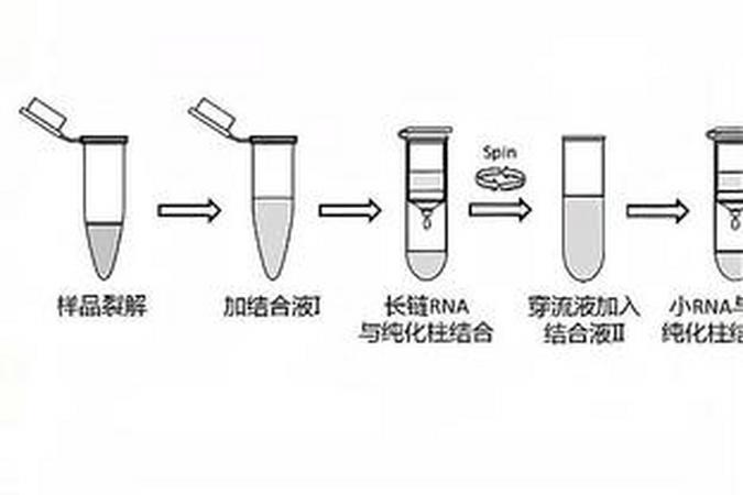 Trizol法提取RNA的基本原理和步骤