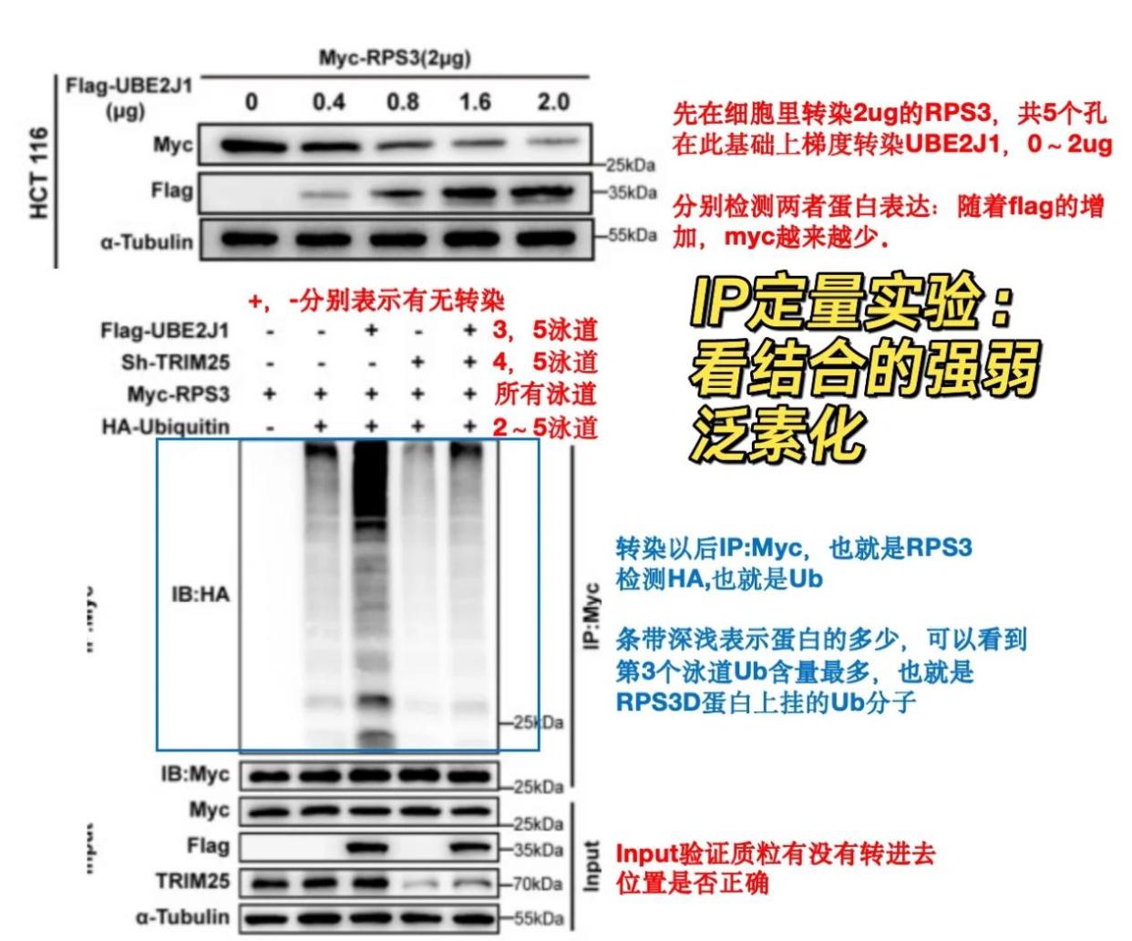 WB图解读：Co-ip与泛素化
