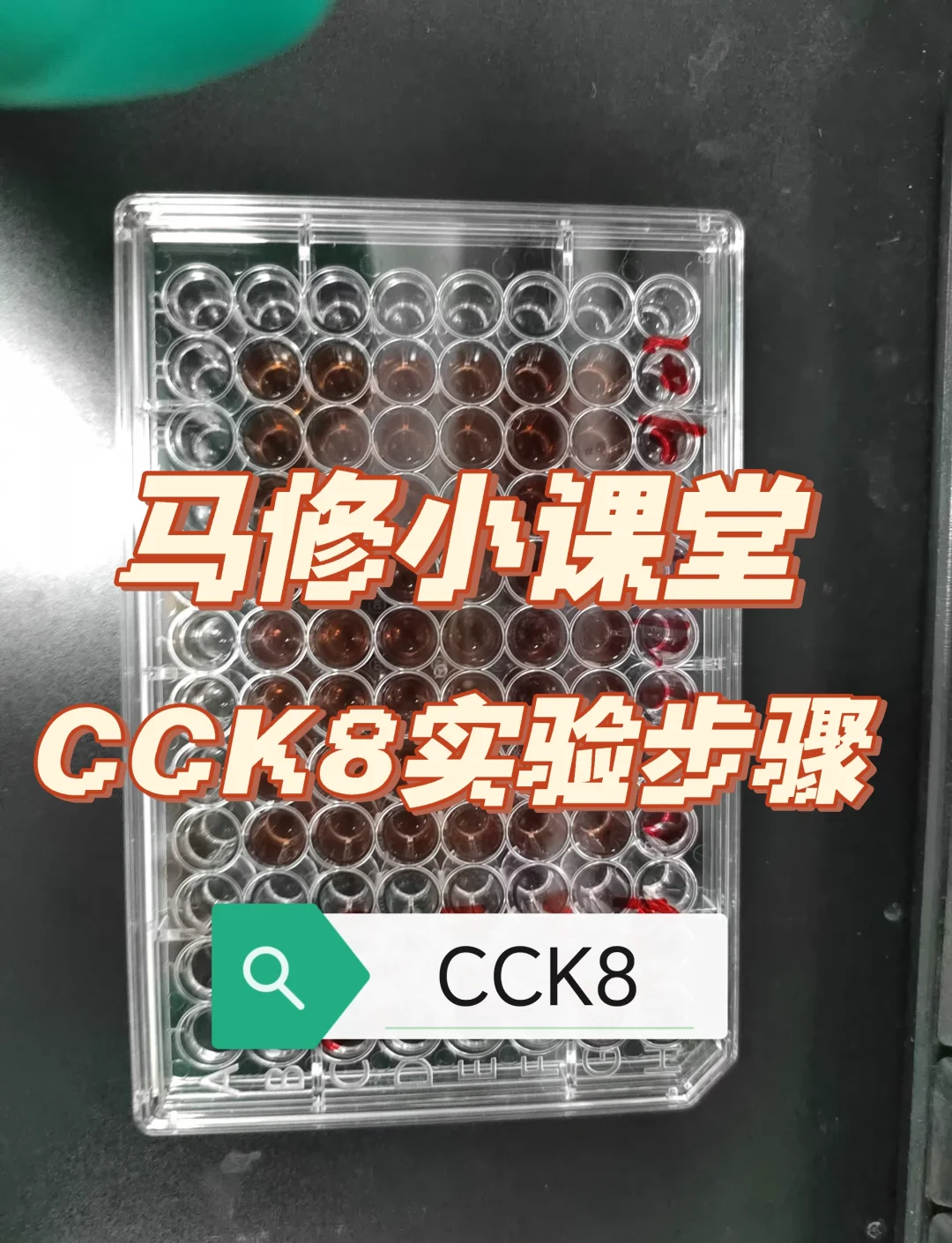 CCK8实验详解🔬