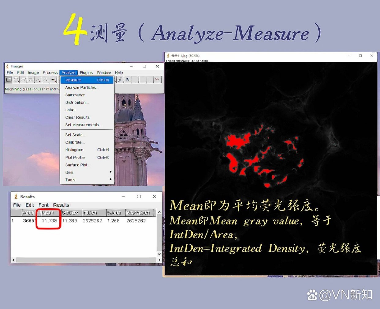 ImageJ平均荧光强度定量
