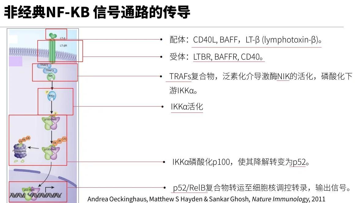 NF-κB信号通路：炎症与癌症的纽带