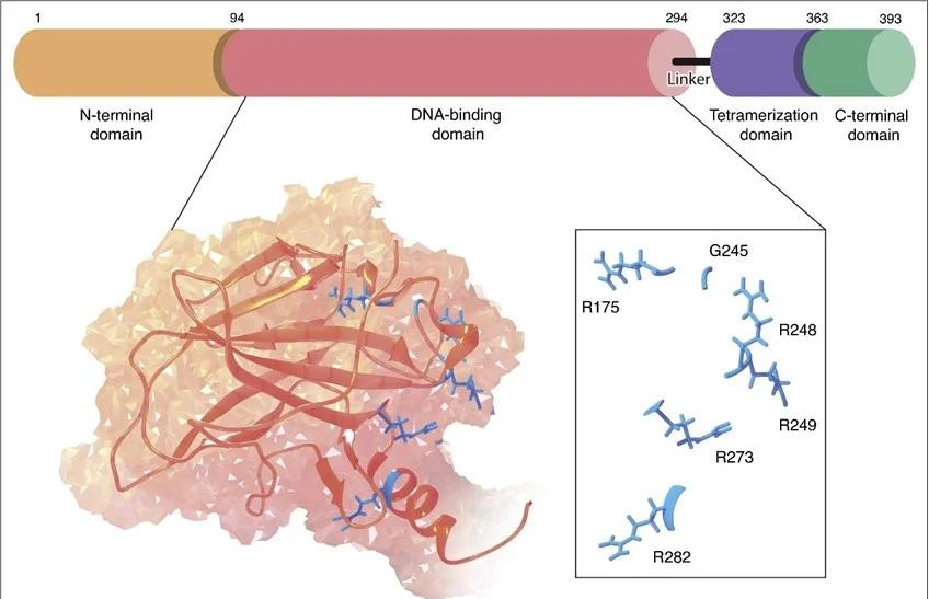 TP53基因突变解读：从数据库到临床实践