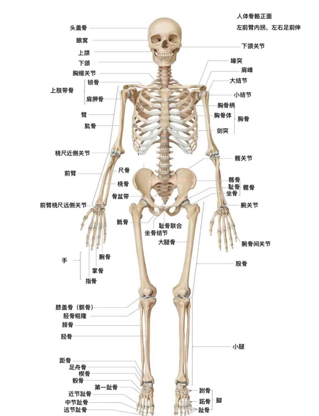 🦴人体骨骼解剖图详解