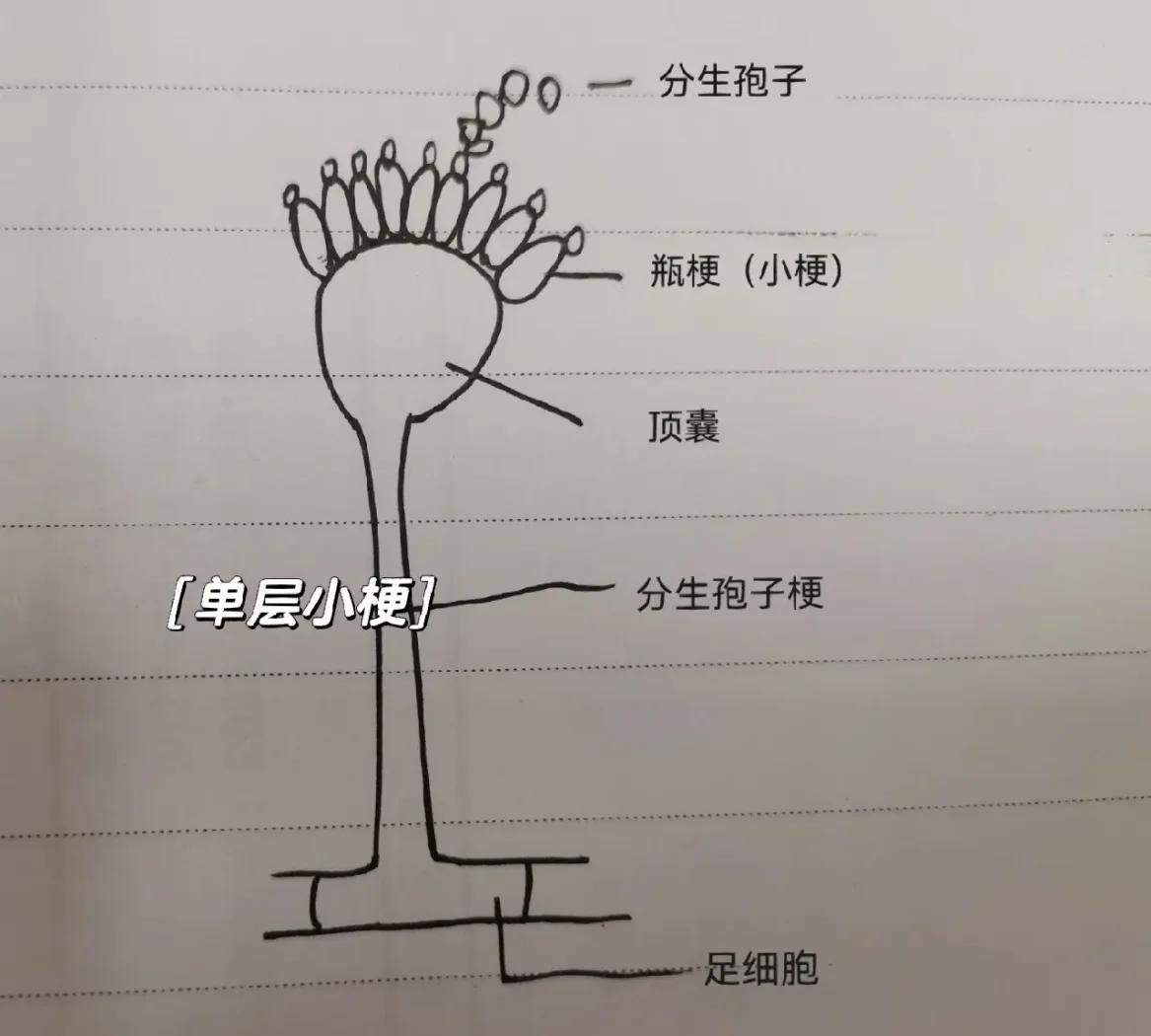 曲霉菌分生孢子结构详解