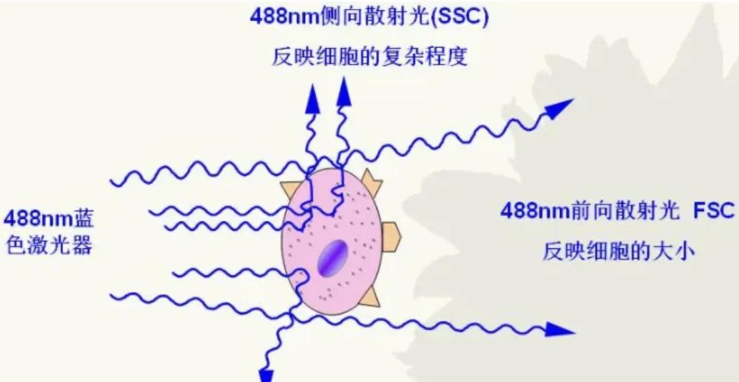 🔬FSC与SSC在细胞分析中的奥秘