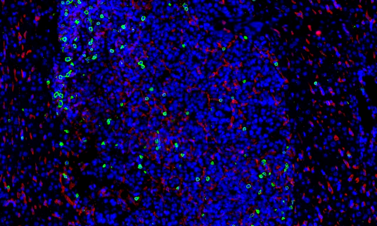F480蛋白：免疫系统中的粘附与发育关键