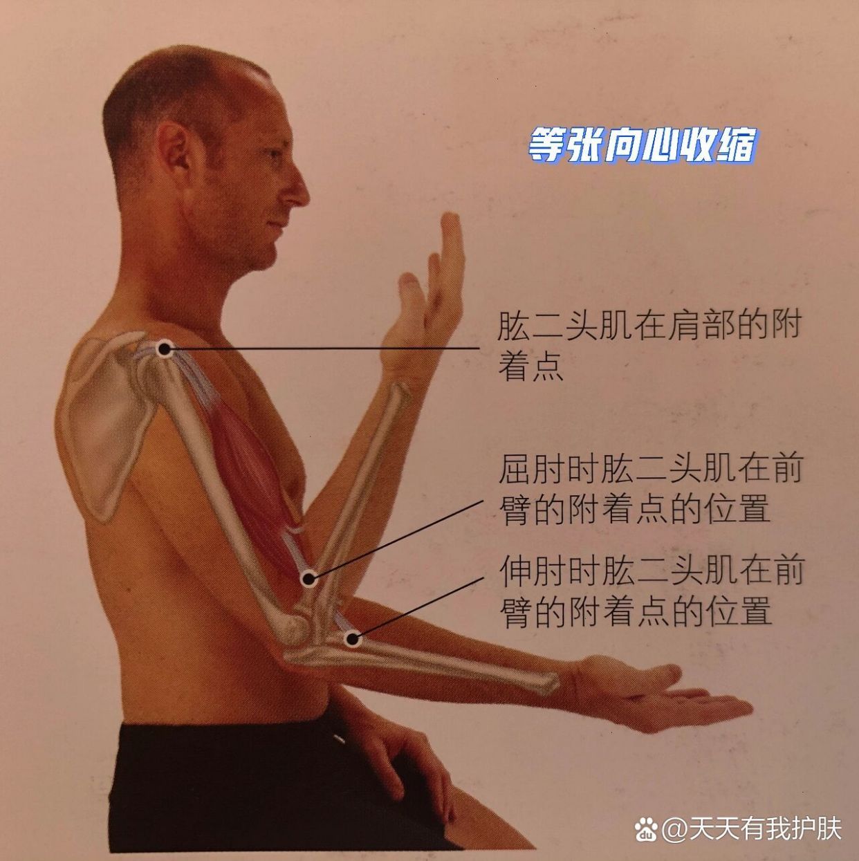 什么是肌肉的等长收缩和等张收缩？