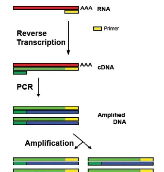 cDNA与基因组DNA：探究两者差异