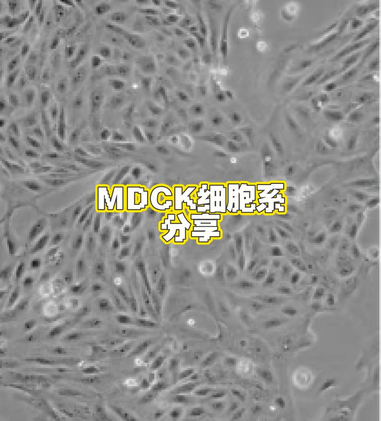 MDCK细胞：病毒研究的明星细胞系