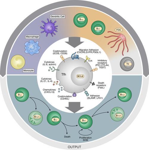 MoDC共培T细胞，测增殖