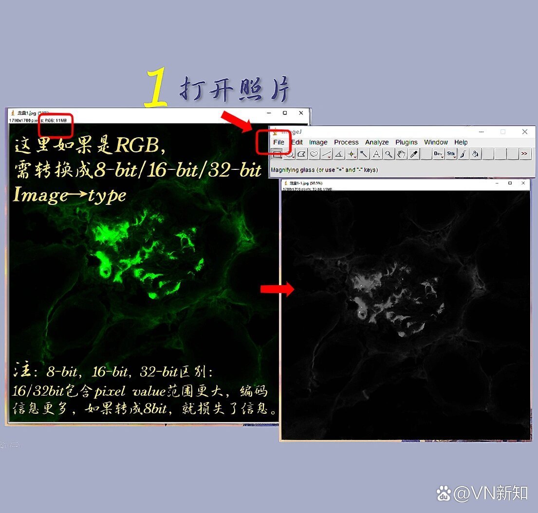 ImageJ平均荧光强度定量