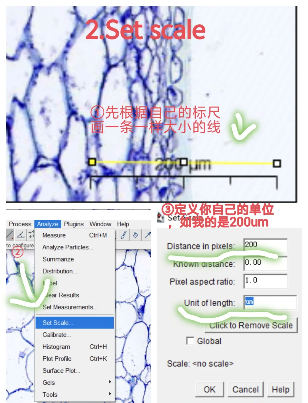 ImageJ测量细胞面积和大小的详细指南