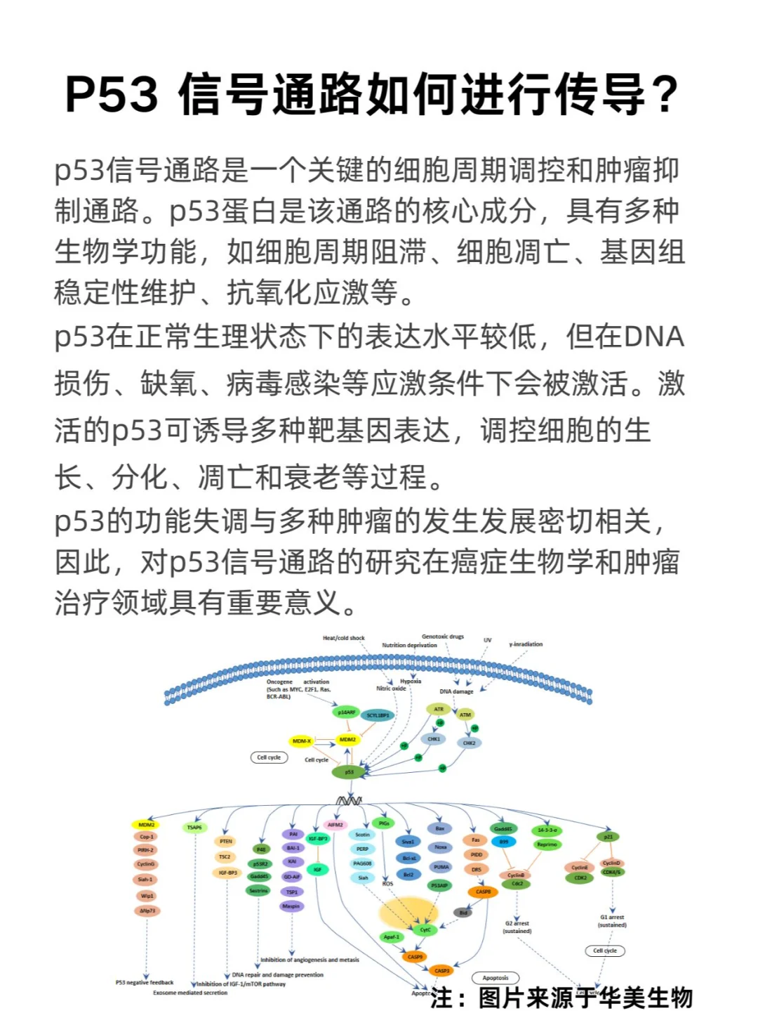 P53信号通路：细胞周期与肿瘤抑制的关键