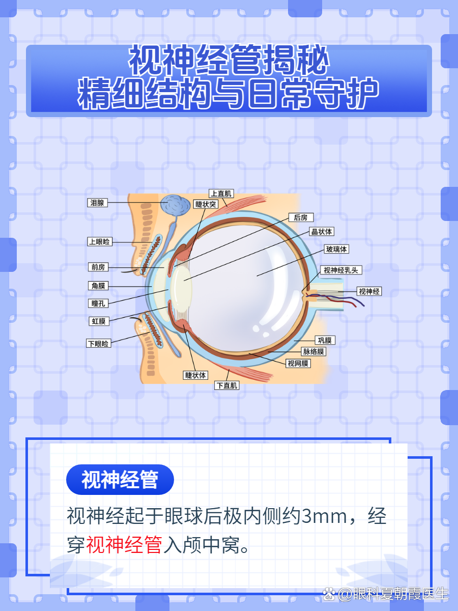 视神经管解剖结构