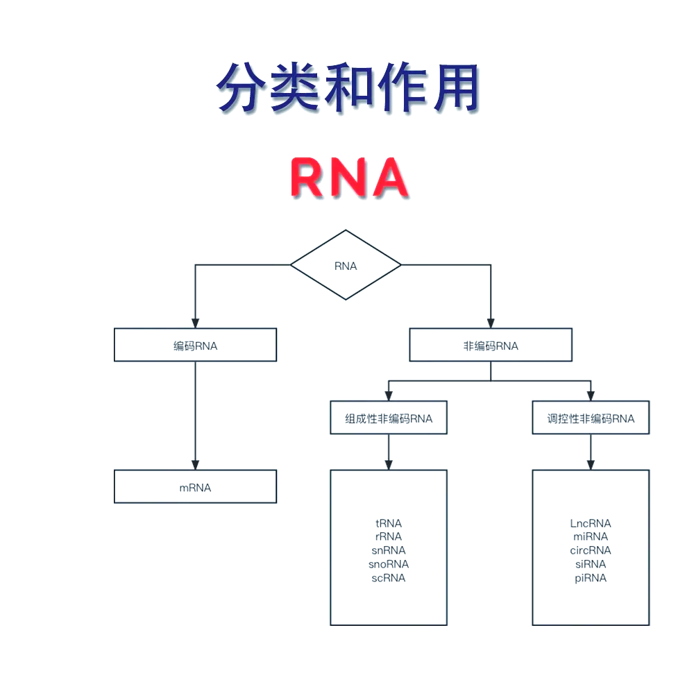 RNA的分类和作用详解