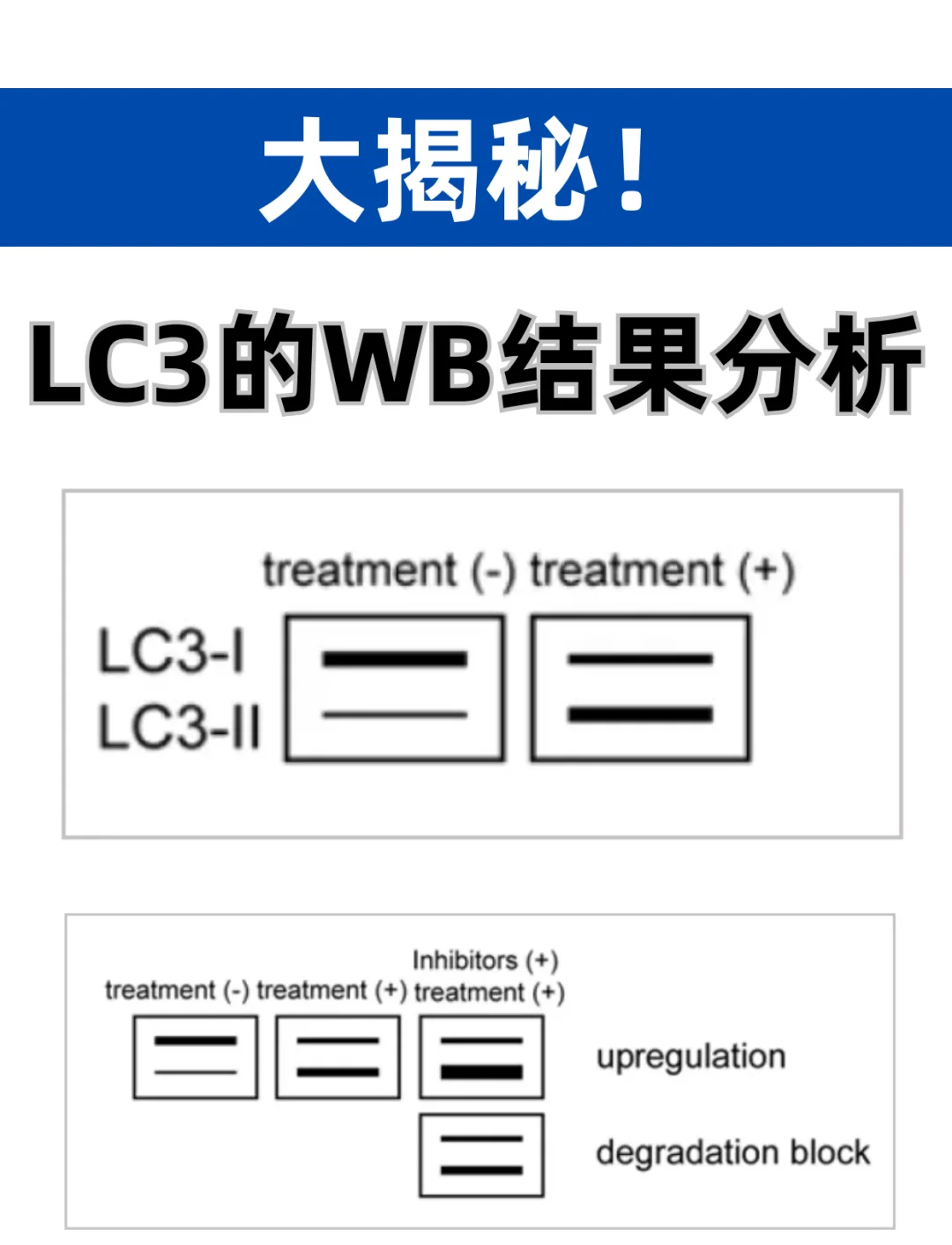 如何解读LC3的WB结果？