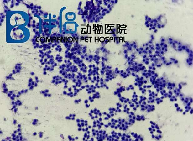 🔬显微镜下的皮肤真菌世界