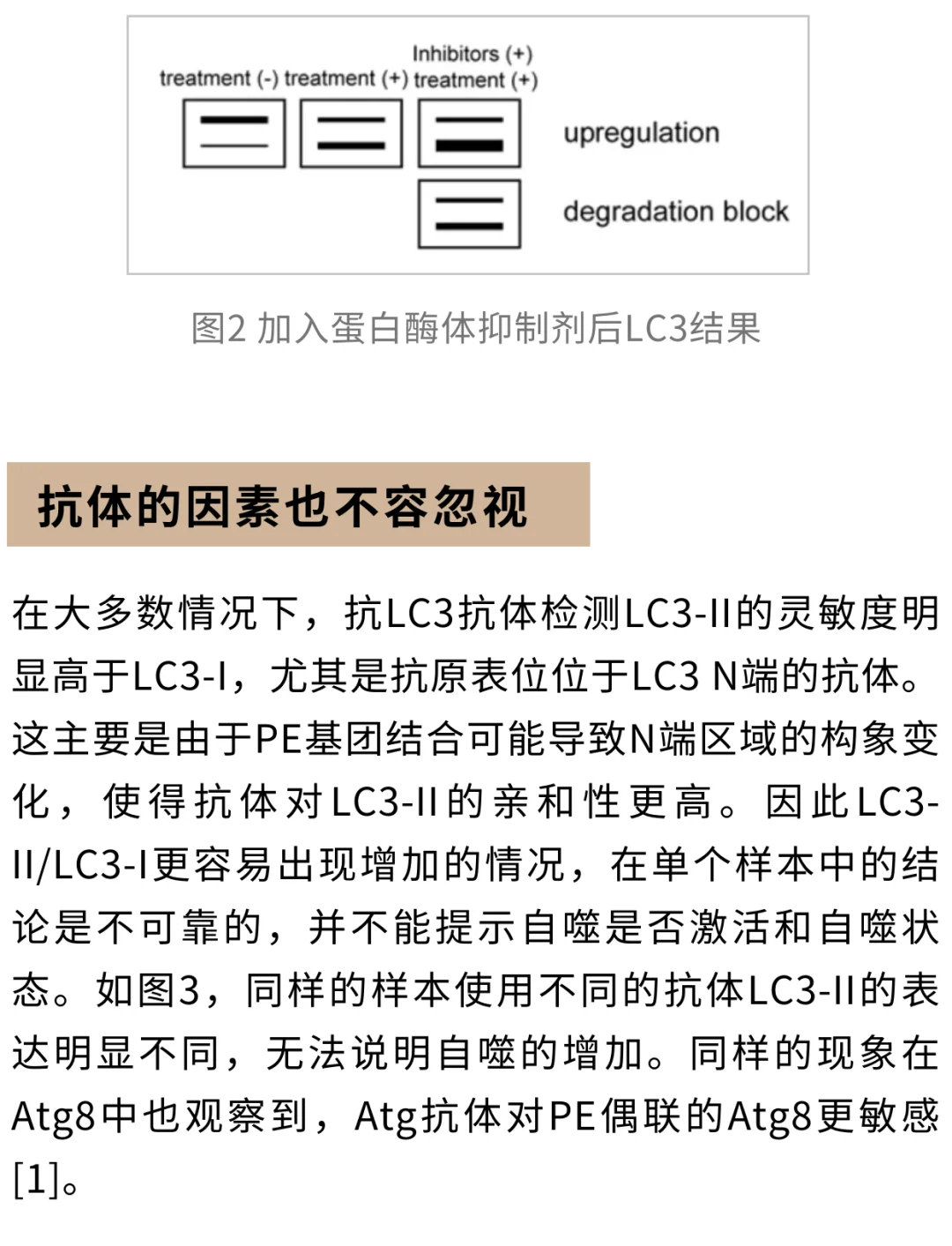 如何解读LC3的WB结果？