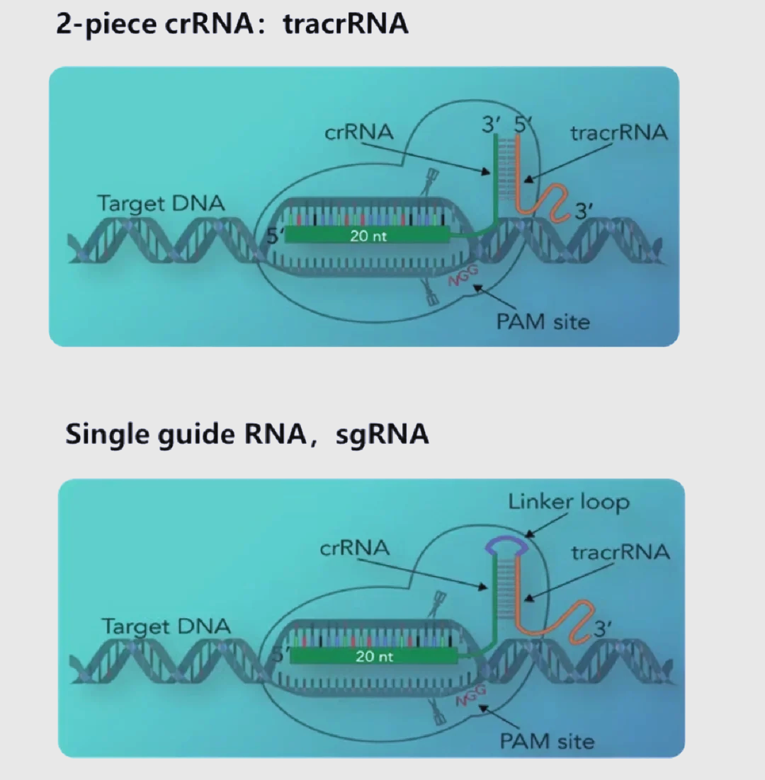 CRISPR编辑，gRNA咋选？