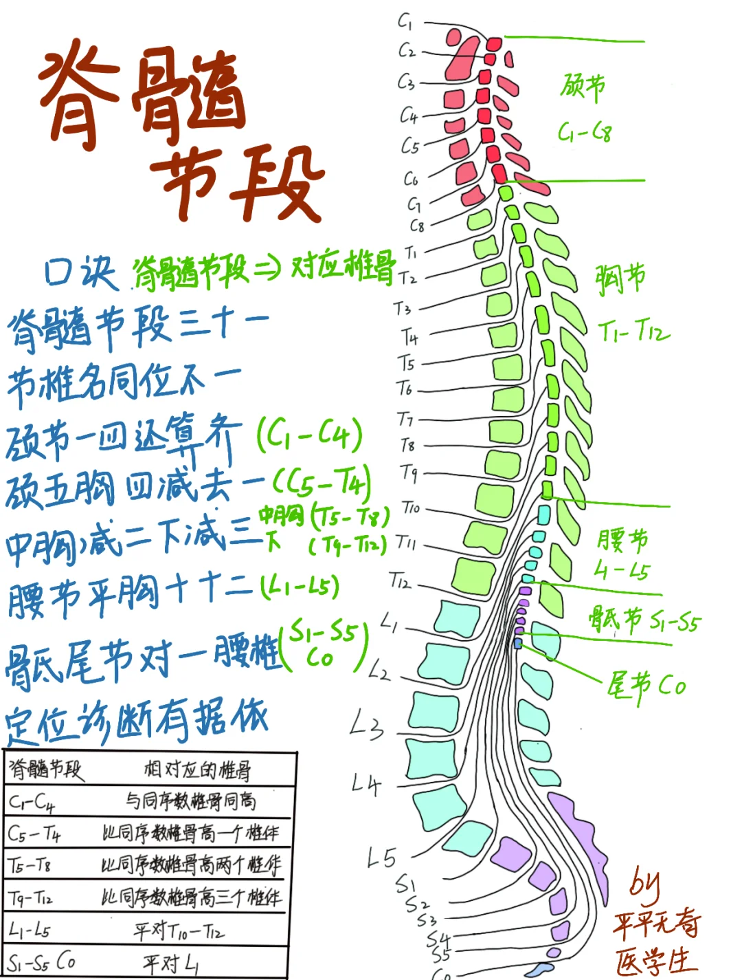 脊髓节段与椎骨位置关系速记小技巧