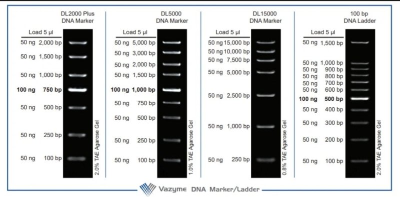 DNA