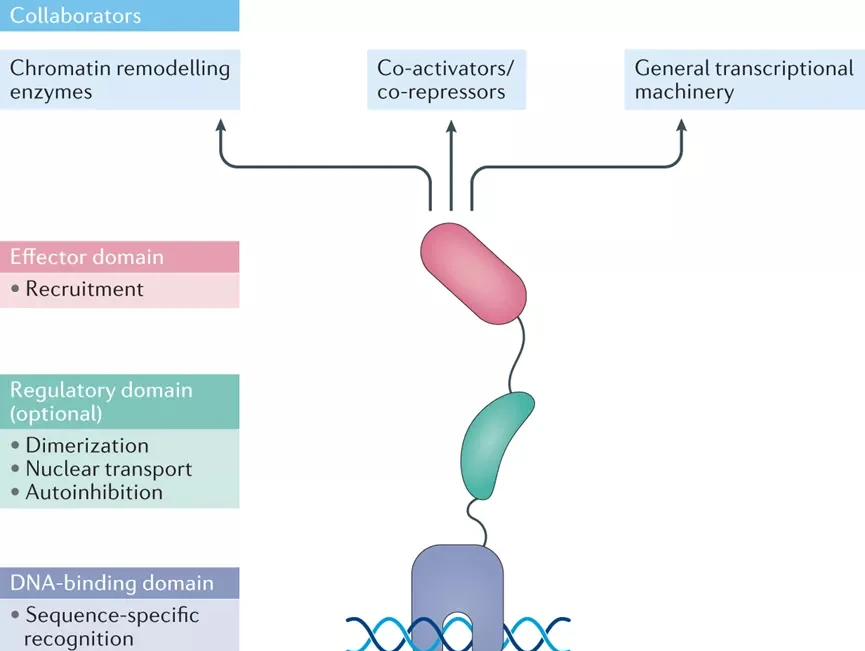转录因子：基因表达的关键调控者