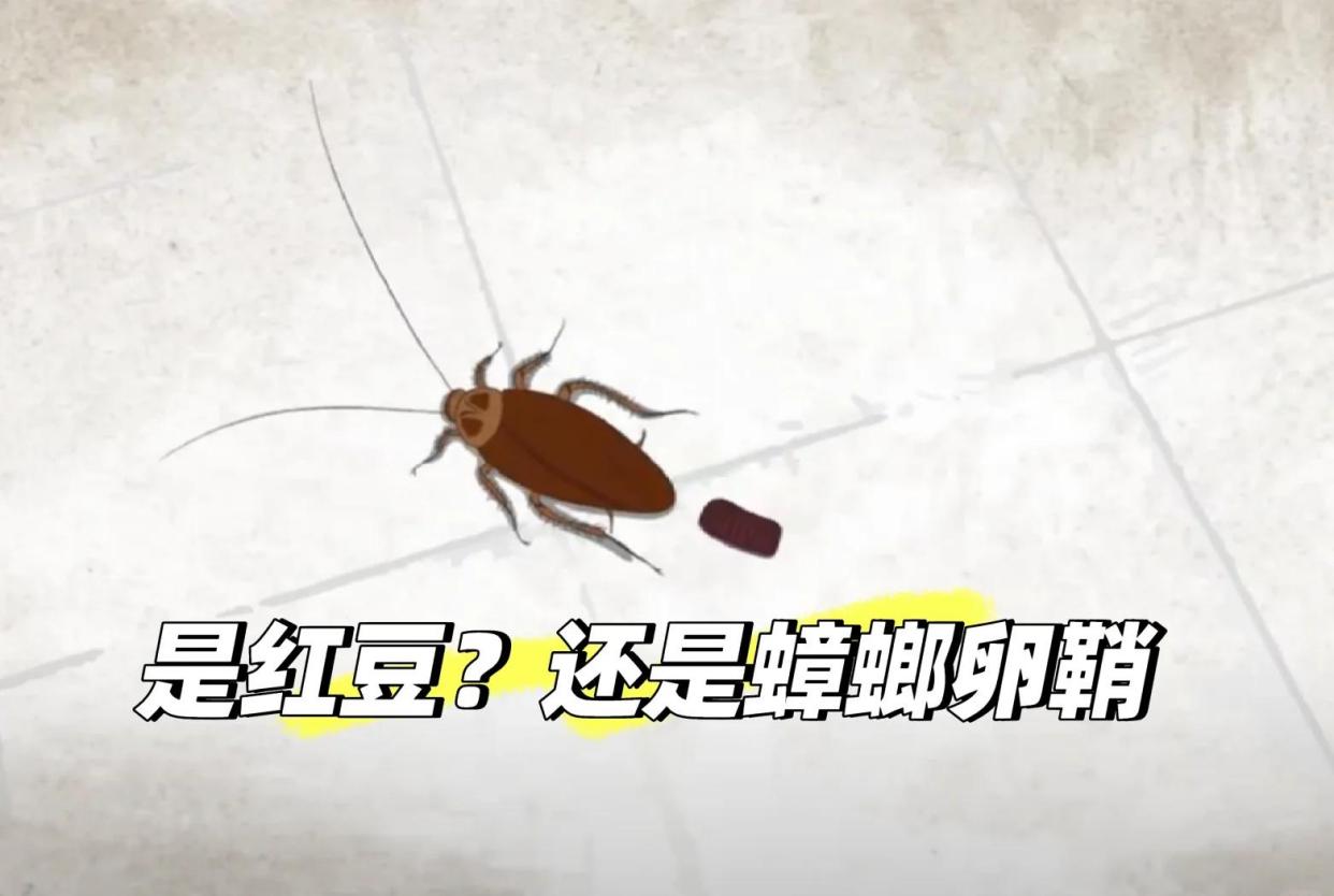 蟑螂卵鞘特征详解