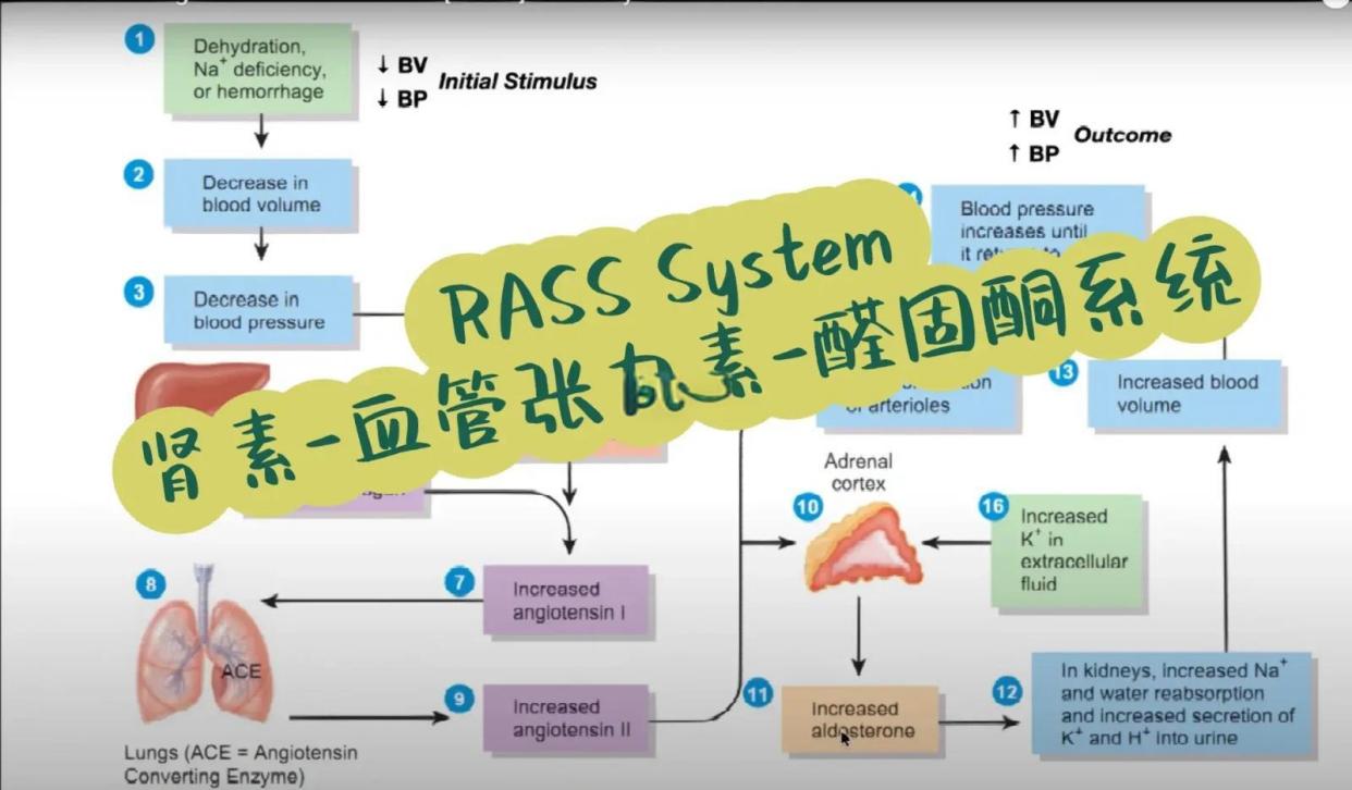 RASS系统：血压调节的秘密武器