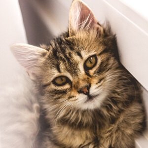 PCR8联管原理 PCR8孔排管（八连管）应用操作方法分享