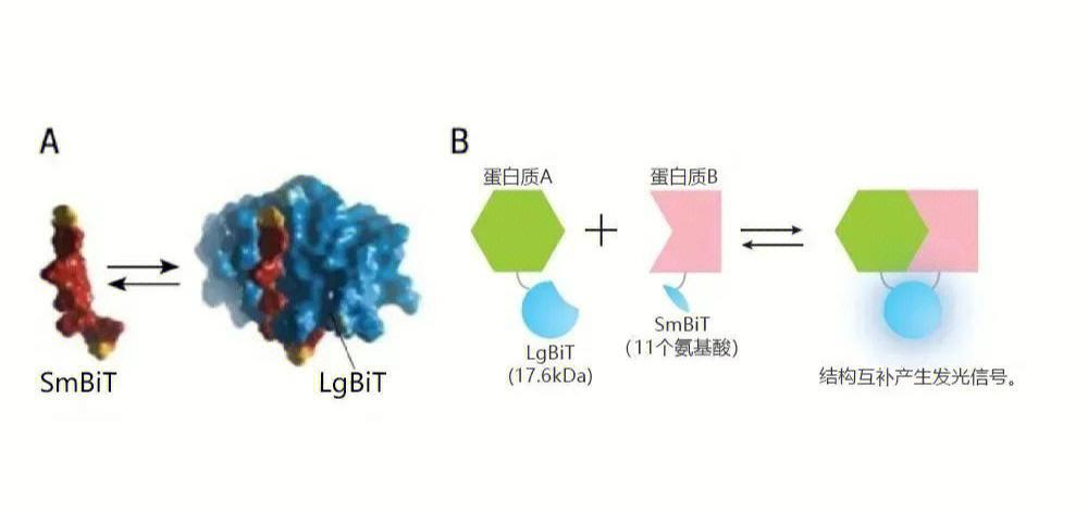 NanoBiT：活细胞监测新法