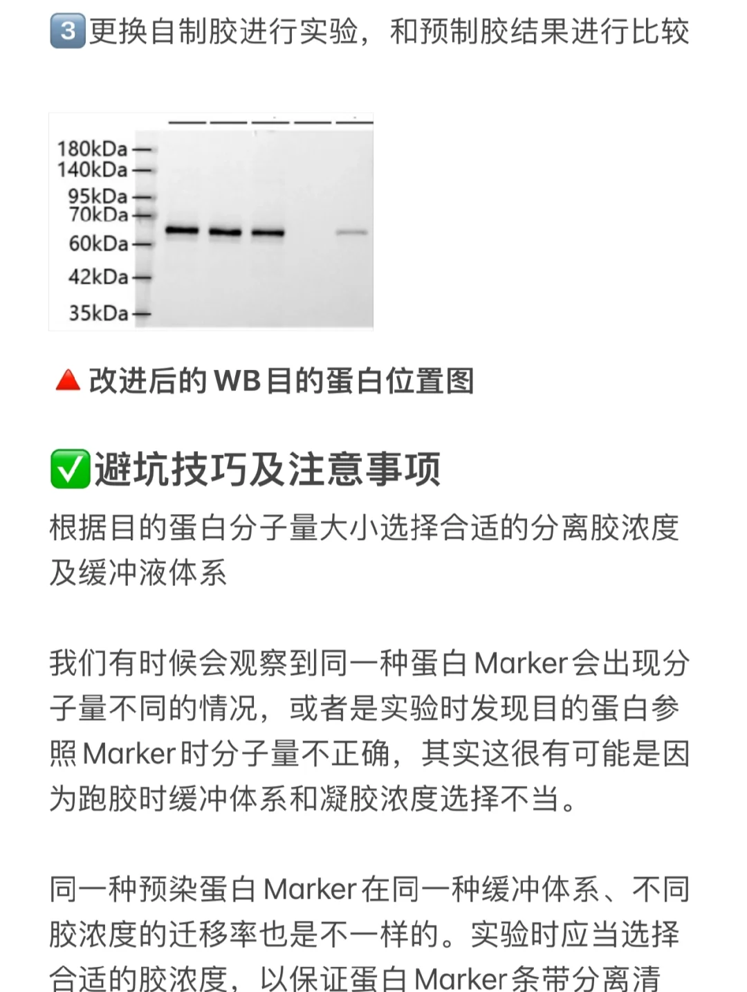 WB目的蛋白条带位置不对？