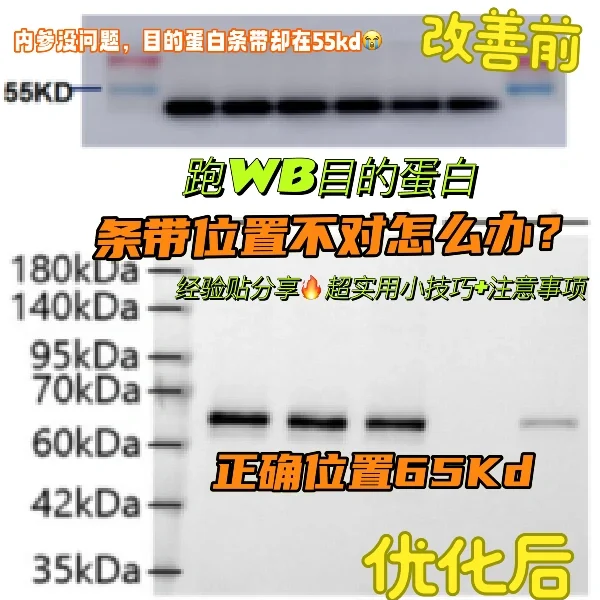 WB目的蛋白条带位置不对？