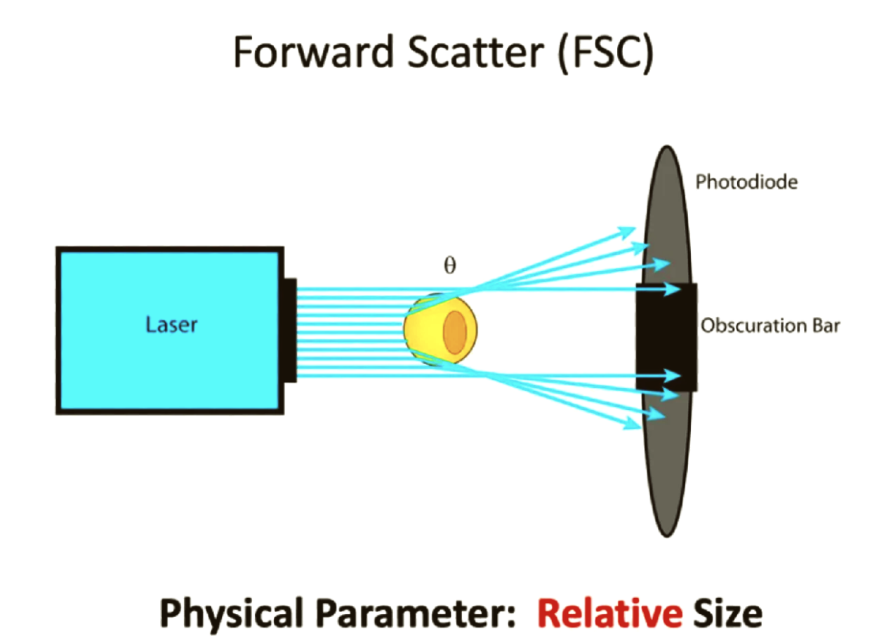 🧬流式细胞术：FSC与SSC解析🔍