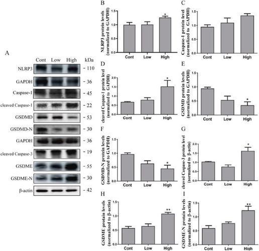 LDH释放检测：细胞损伤的秘密探针
