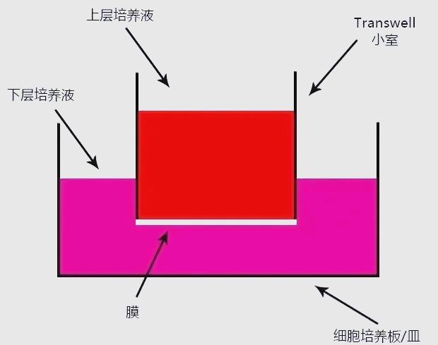 Transwell实验：原理到技巧