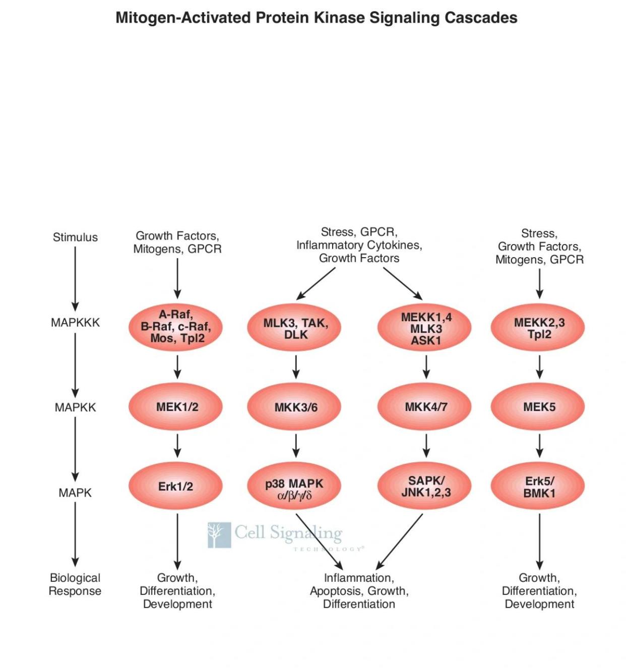 MAPK信号通路：细胞内复杂网