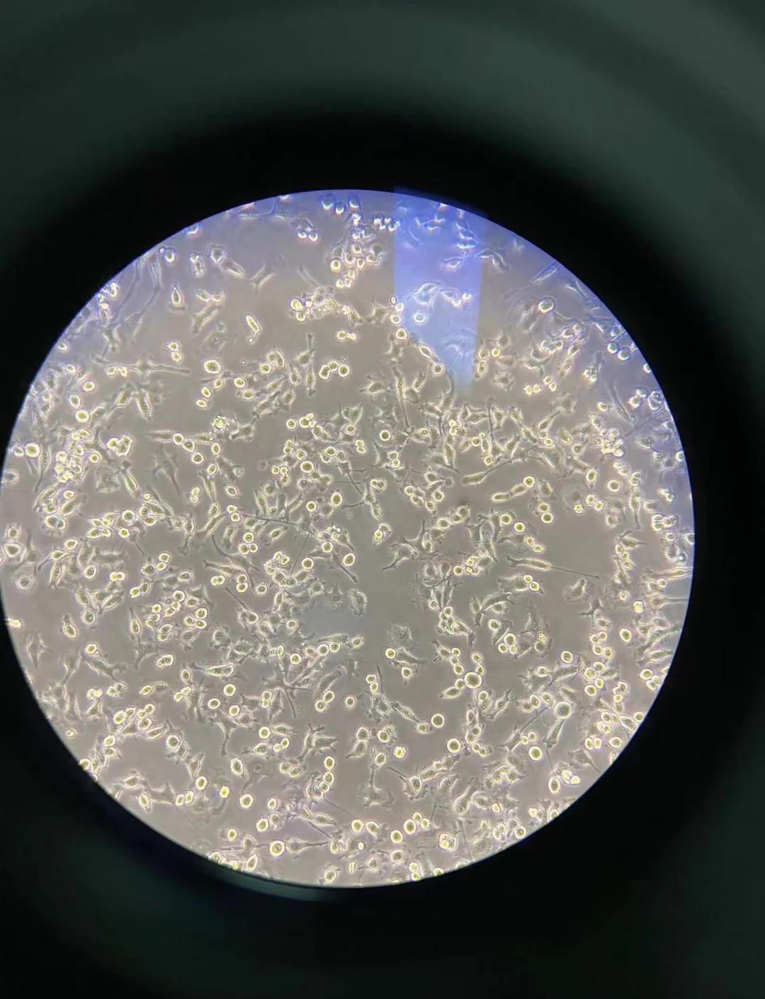 🧬BV2细胞培养全攻略