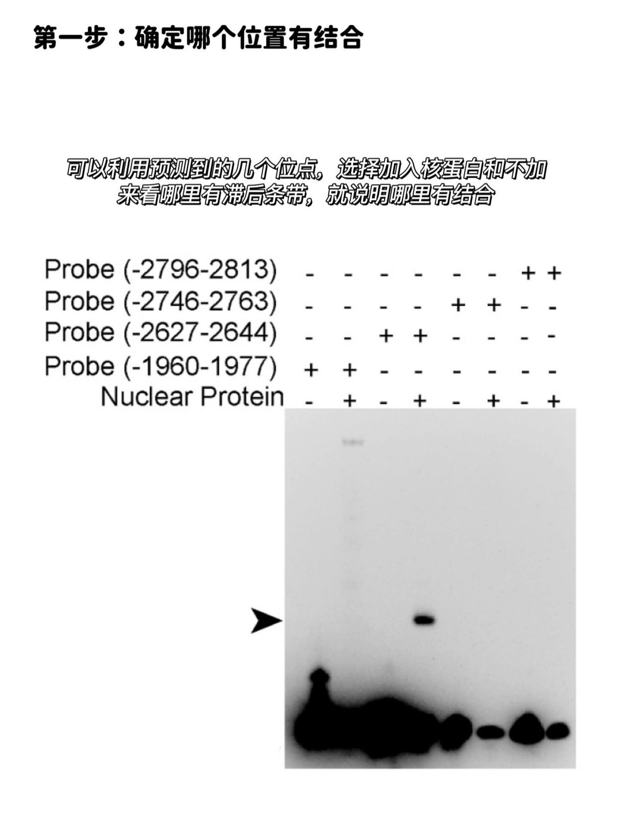 EMSA实验原理和思路｜详细介绍！