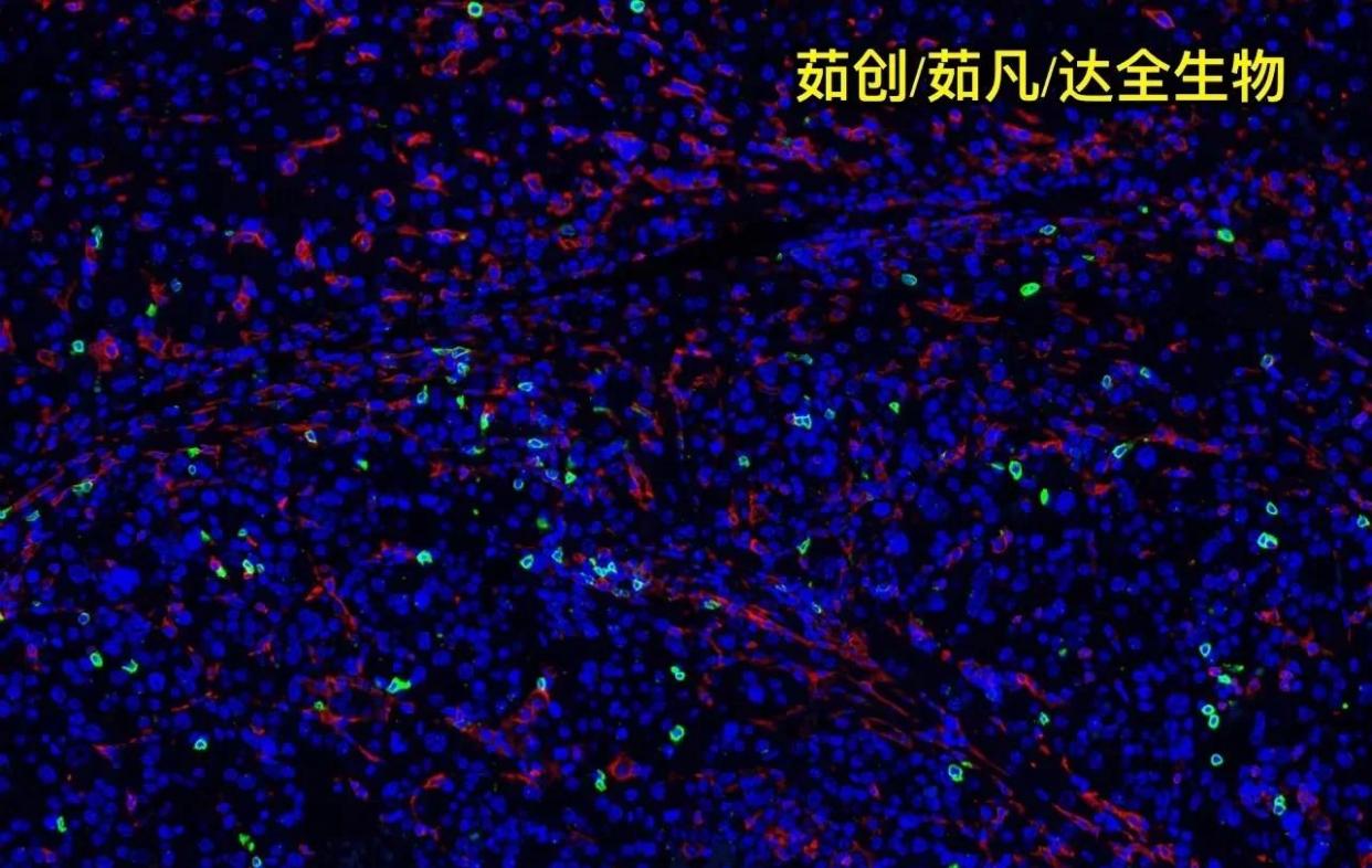 F4/80在免疫系统中的关键作用