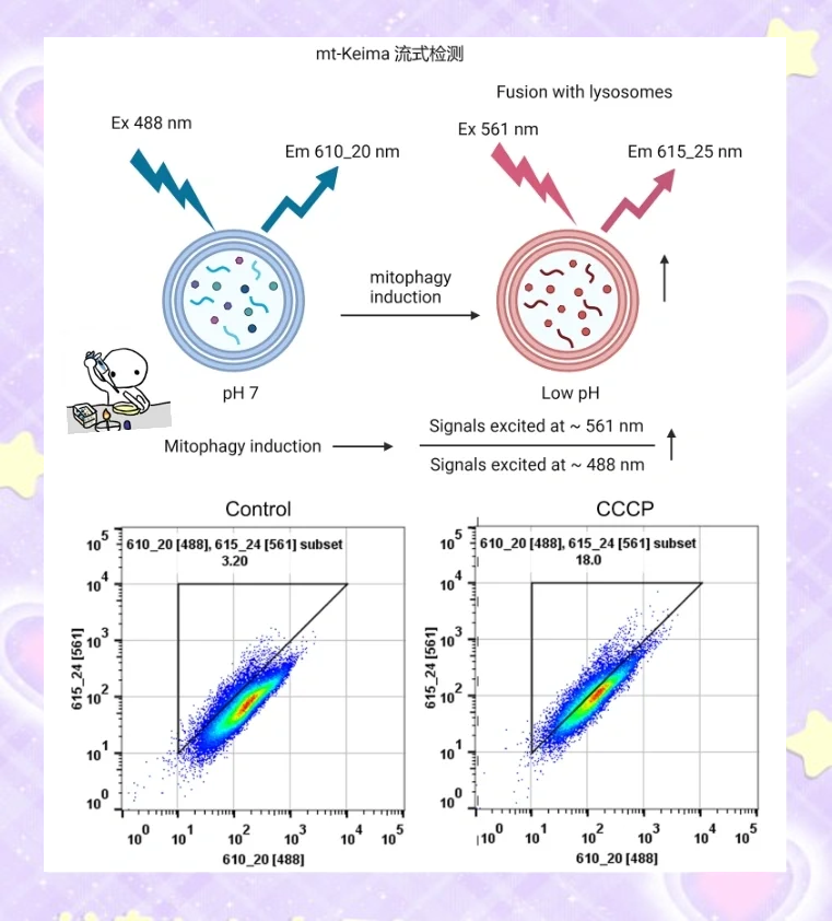 🔬线粒体自噬的荧光检测技术