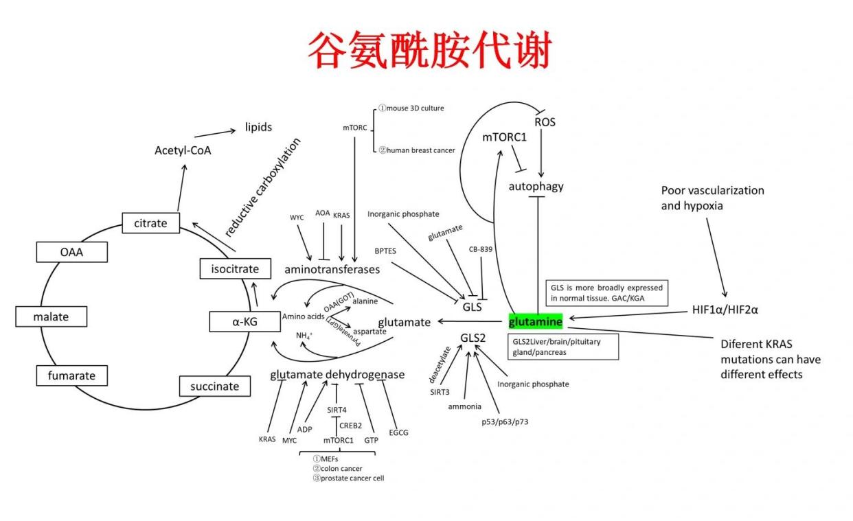谷氨酰胺代谢途径详解