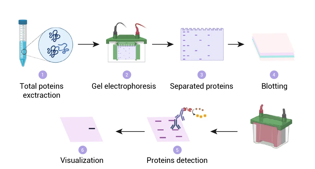 WB实验全流程：从蛋白提取到数据分析
