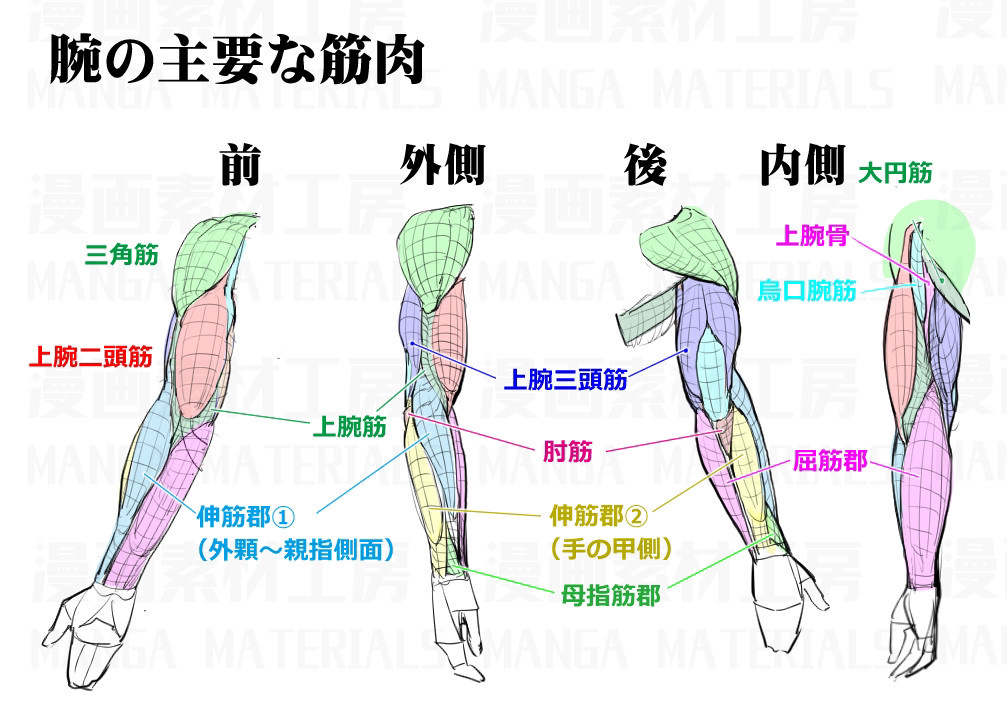 手臂肌肉图解～你能记全吗！