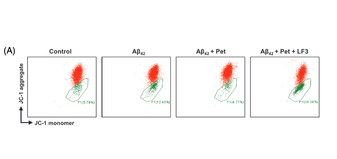 JC-1染料：测线粒体膜电位