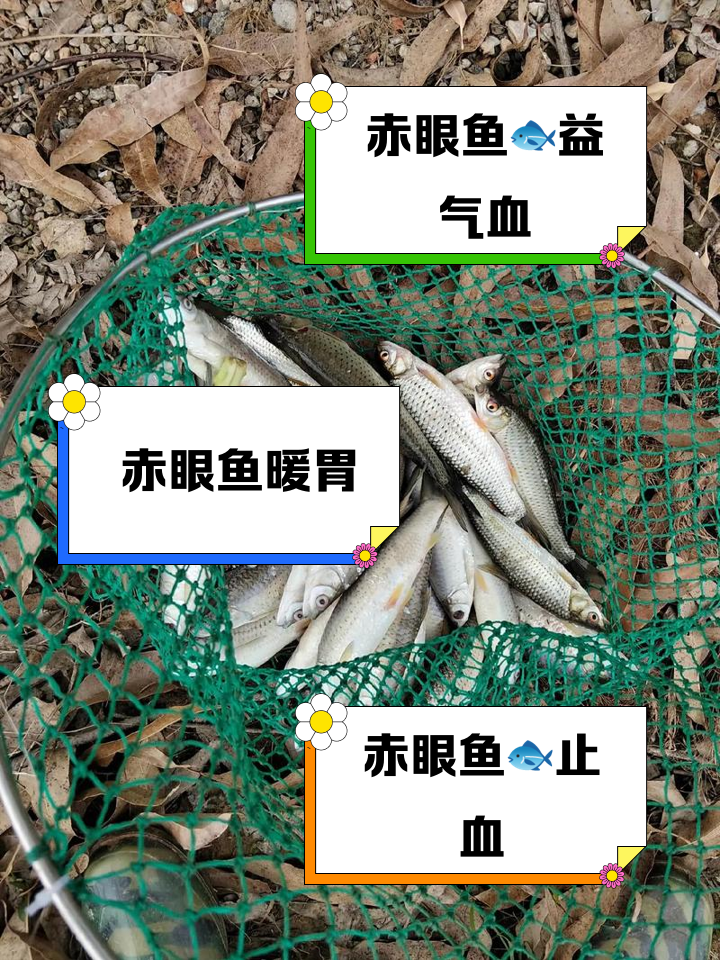 赤眼鱼的功效与作用