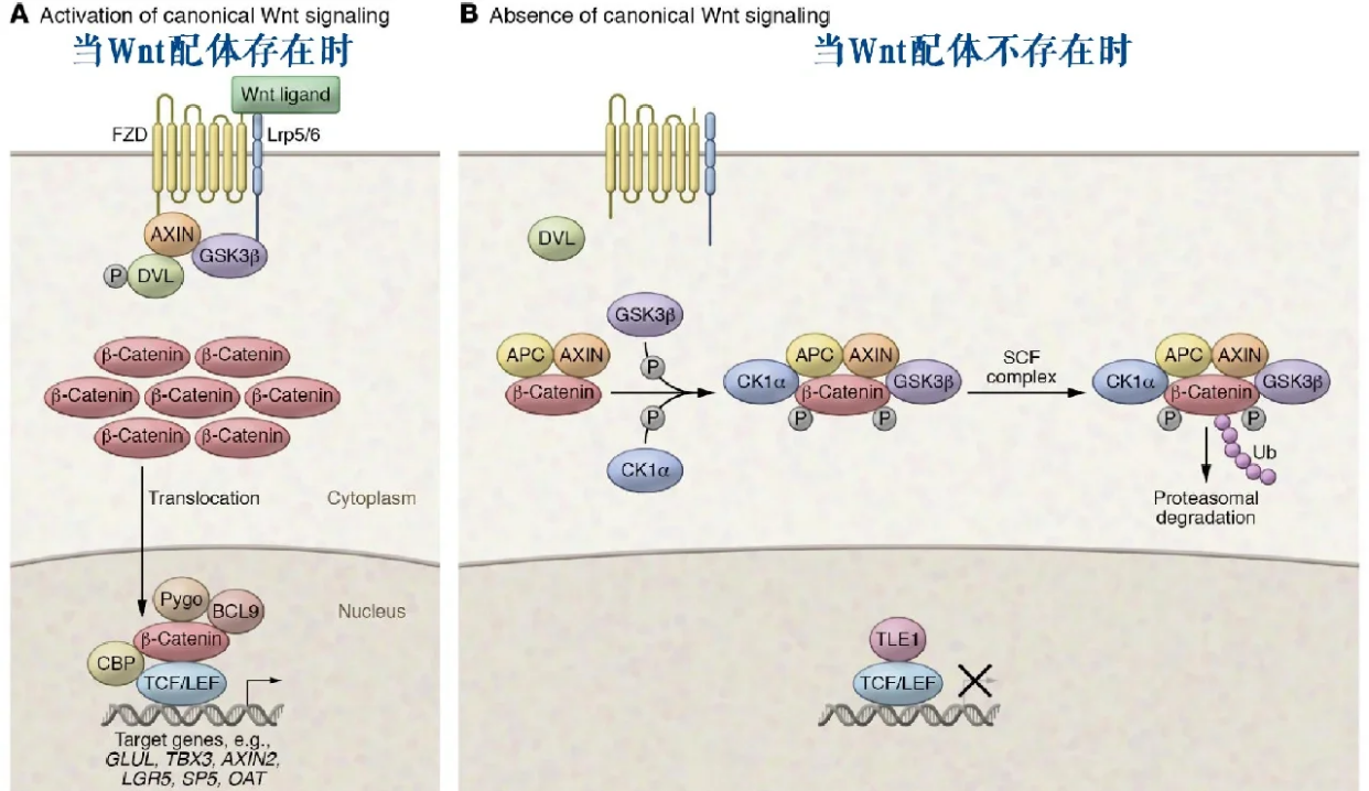 Wnt/β-catenin通路一图流秒懂