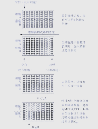 🧬CCK-8/MTT细胞毒性测试步骤详解