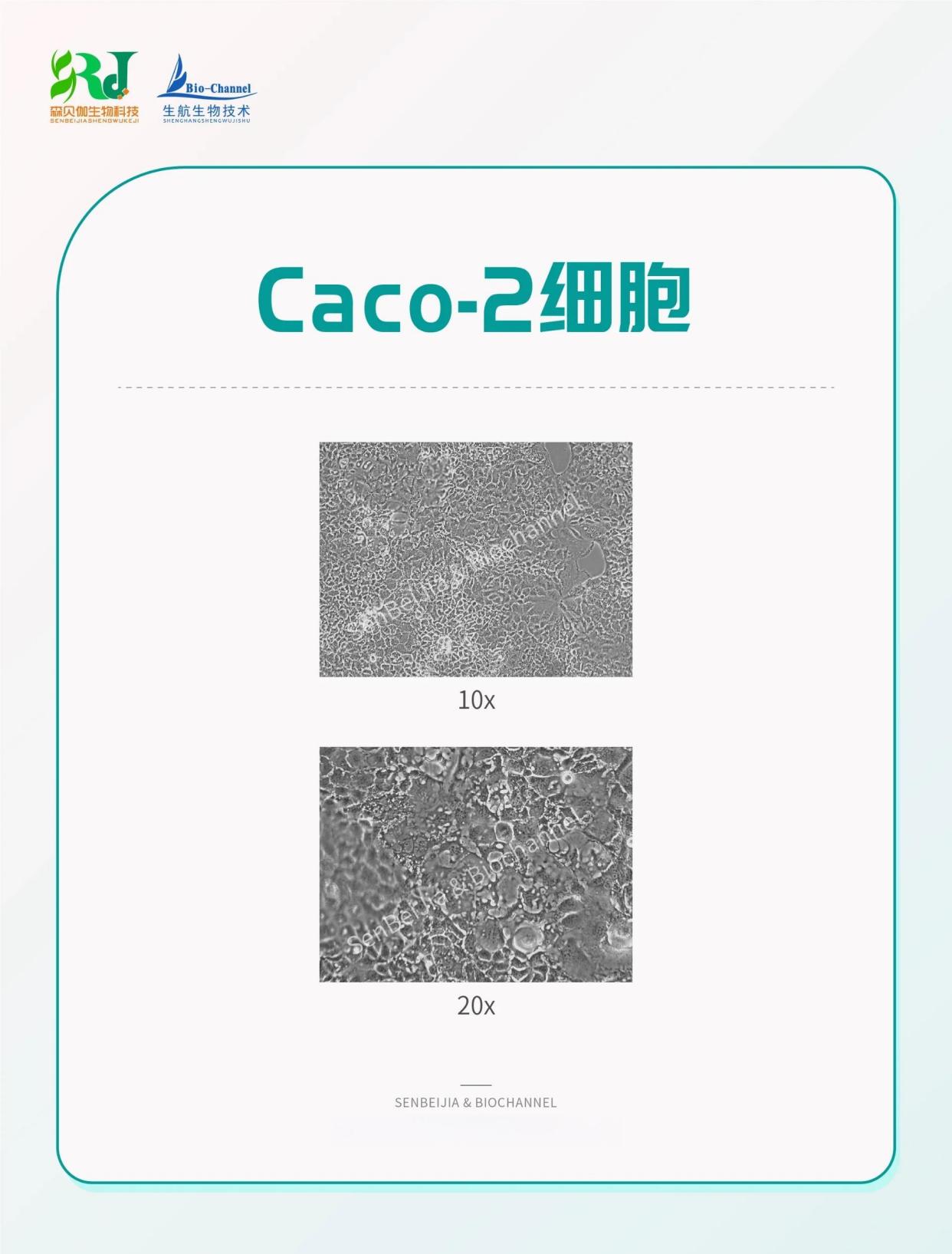 Caco-2细胞培养指南：从复苏到传代